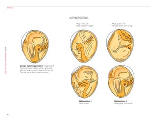 Hatchery guide cobb poultry | PDF