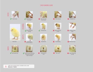 Hatchery guide cobb poultry | PDF
