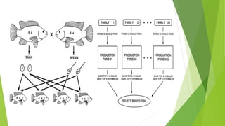 Fish Hatchery Management for Maintaining the Genetic Quality | PPTX