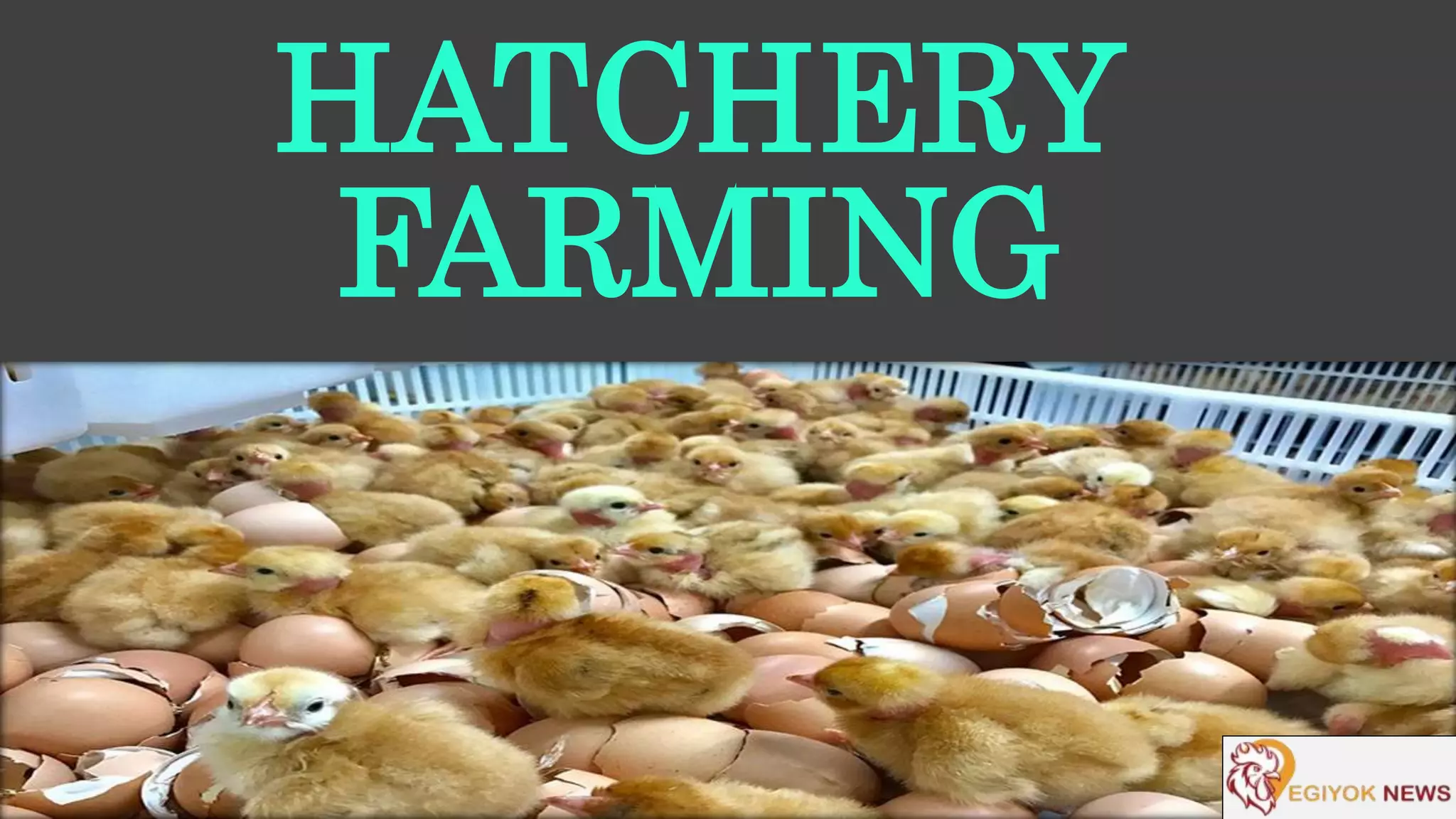 Hatchery Poultry Farming | PPTX