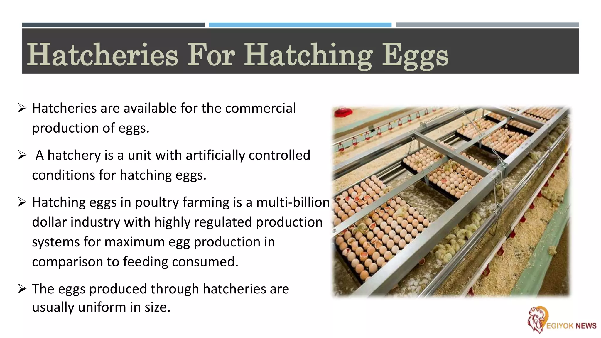 Hatchery Poultry Farming | PPTX