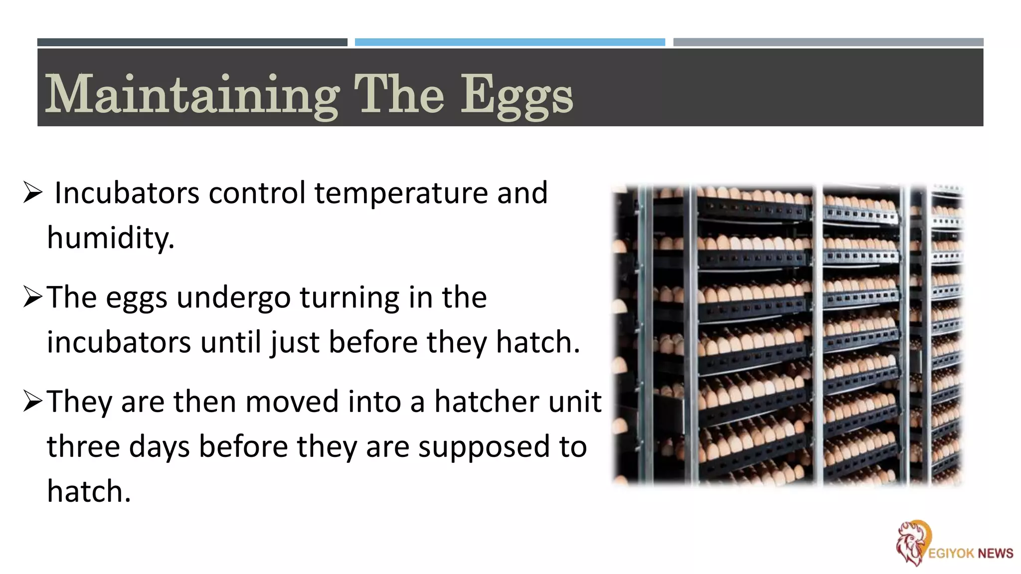 Hatchery Poultry Farming | PPTX
