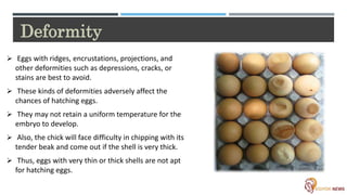 Hatchery Poultry Farming | PPTX