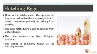 Hatchery Poultry Farming | PPTX