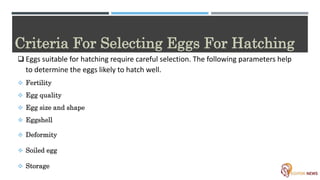 Hatchery Poultry Farming | PPTX