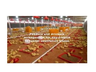 Hatchery Management | PPTX