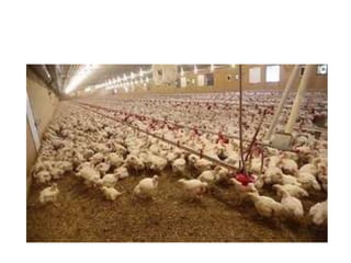 Hatchery Management | PPTX