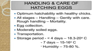 Hatchery management.pptx informative ppt regrding layer bird | PPT
