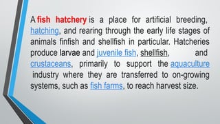 HATCHERY MANAGEMENTTTTTTTTTTTTTT 1 LECTURE.pptx