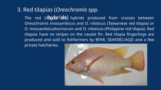 fishs HATCHERY MANAGEMENT LECTURE 3.pptx