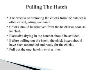 Hatchery Management for poultry LPM 608.pptx
