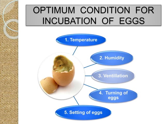 Hatchery management in Poultry (Fumigation) | PPTX