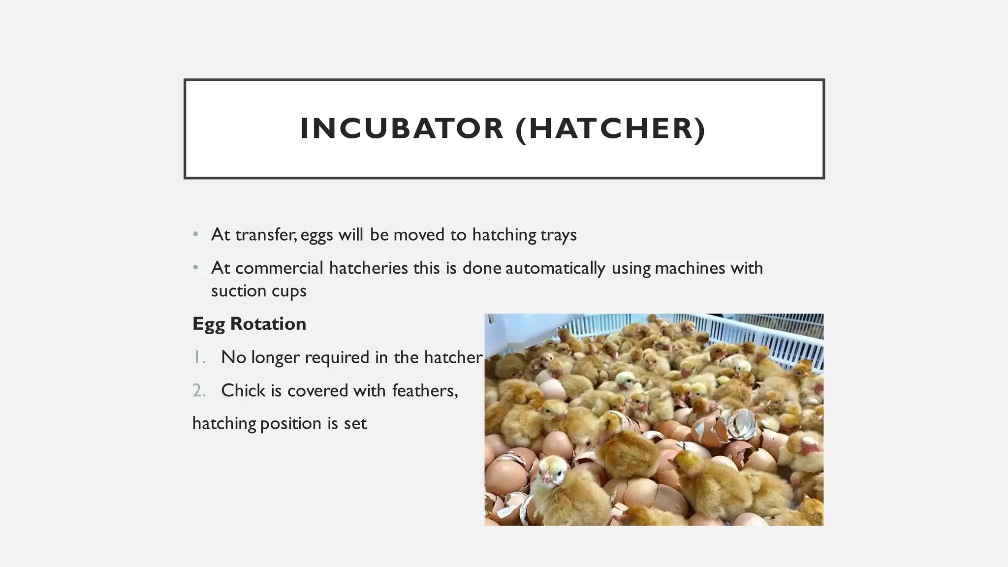 Hatchery Managment.pdf