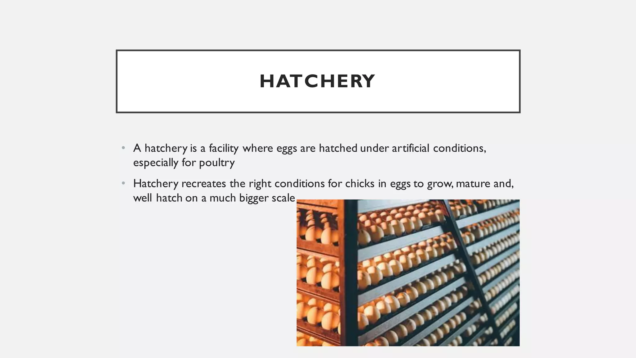 Hatchery Managment.pdf
