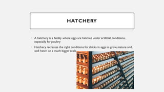 Hatchery Managment.pdf