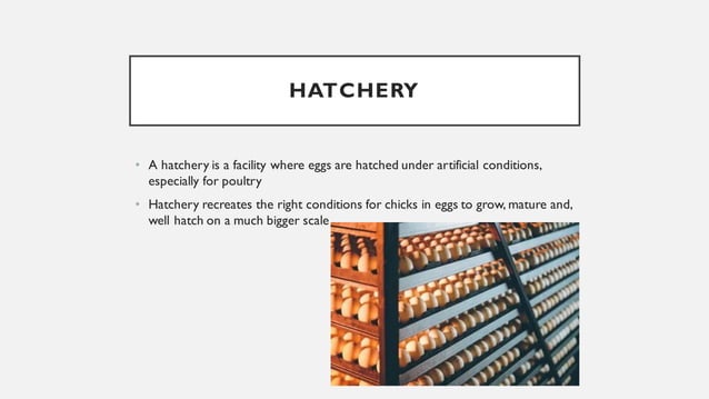 Hatchery Managment.pdf