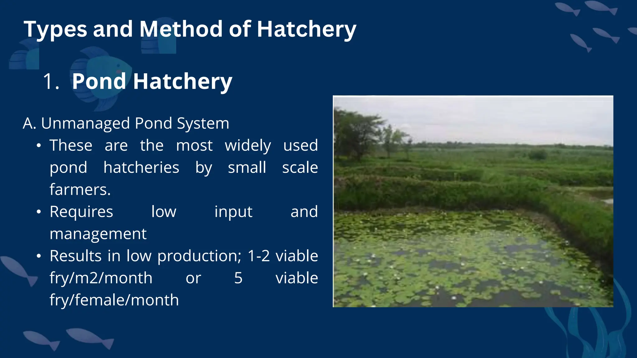 Fish Hatchert powerpoint presentationt.pptx