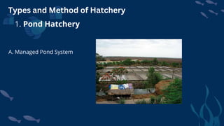 Fish Hatchert powerpoint presentationt.pptx | Zoos & Aquariums ...