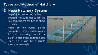 Fish Hatchert powerpoint presentationt.pptx