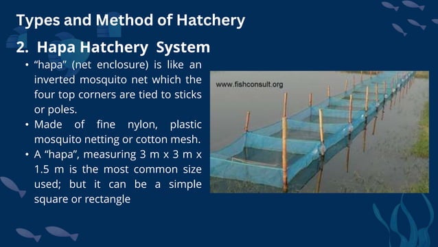 Fish Hatchert powerpoint presentationt.pptx | Zoos & Aquariums ...