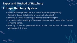 Fish Hatchert powerpoint presentationt.pptx