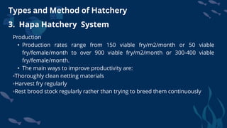 Fish Hatchert powerpoint presentationt.pptx