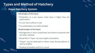 Fish Hatchert powerpoint presentationt.pptx