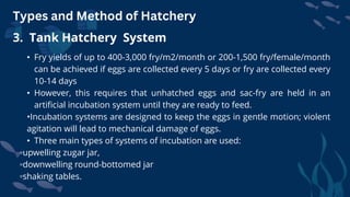 Fish Hatchert powerpoint presentationt.pptx