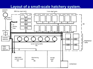 Shrimp Hatchery Design