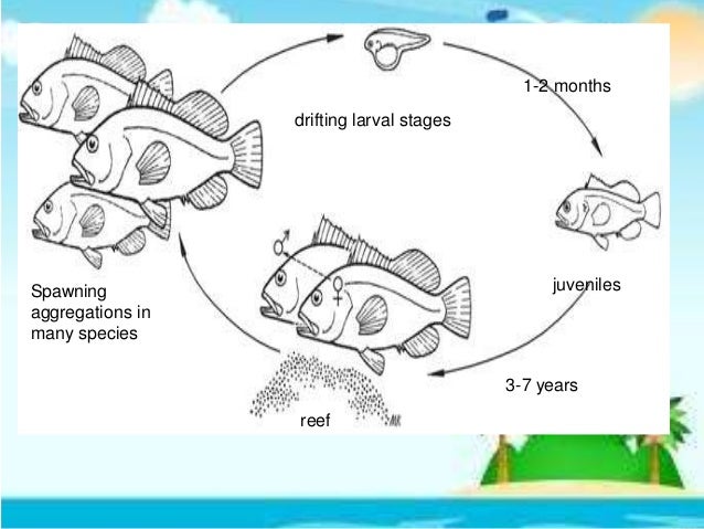 Hatchery technology of Grouper