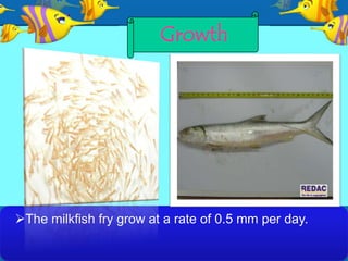 Hatchery technology of milkfish | PPTX