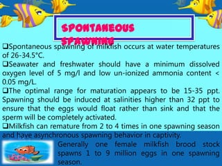Hatchery technology of milkfish | PPTX