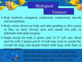 Hatchery technology of milkfish | PPTX