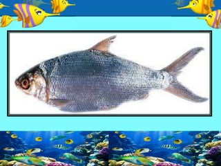 Hatchery technology of milkfish | PPTX