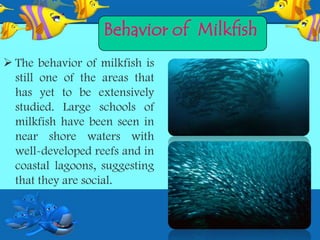 Hatchery technology of milkfish | PPTX