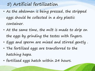 Hatchery technology of Pangasius | PPTX