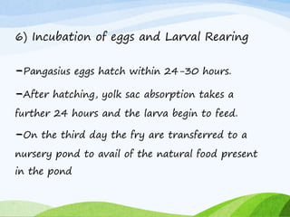 Hatchery technology of Pangasius | PPTX