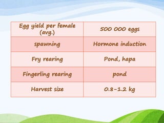 Hatchery technology of Pangasius | PPTX