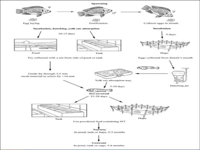 Hatchery technology on tilapia