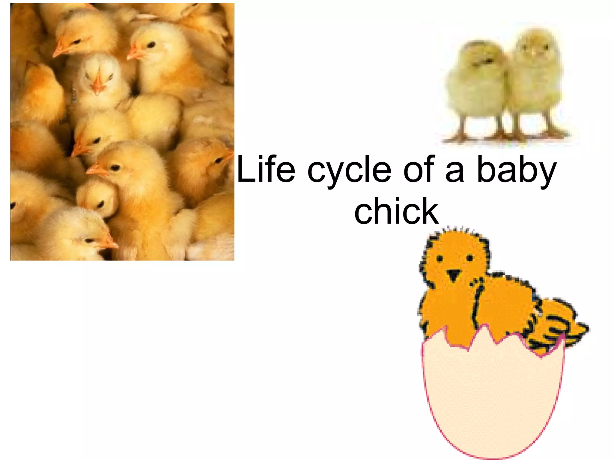 Hatching Chicks | PPT | Parenting Babies and Toddlers | Parenting
