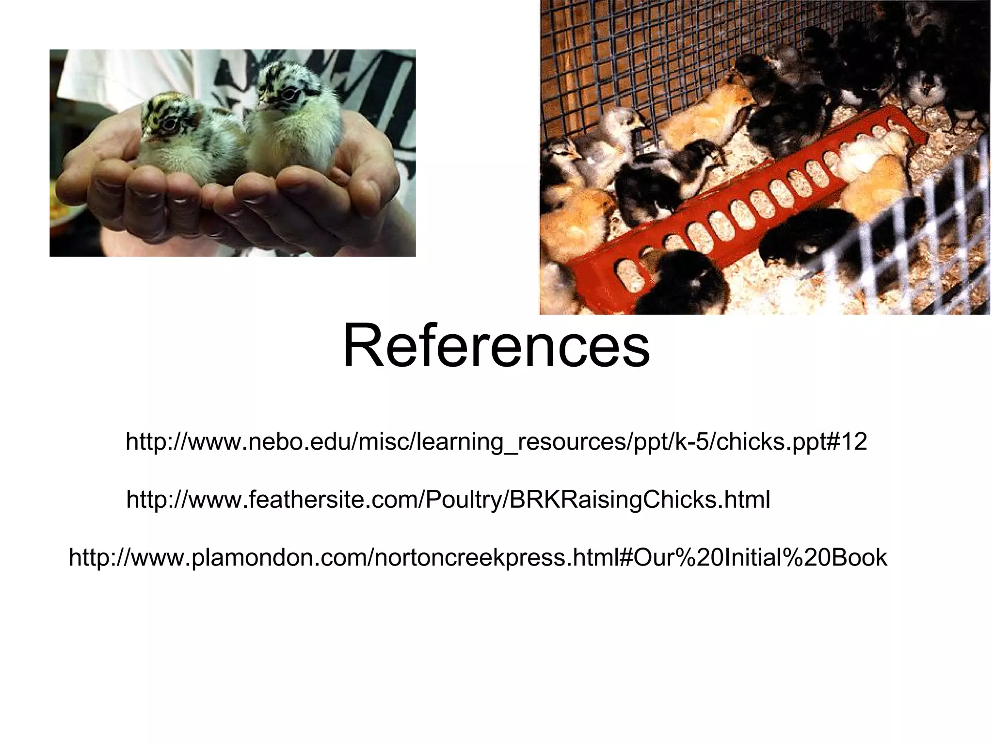 Hatching Chicks | PPT