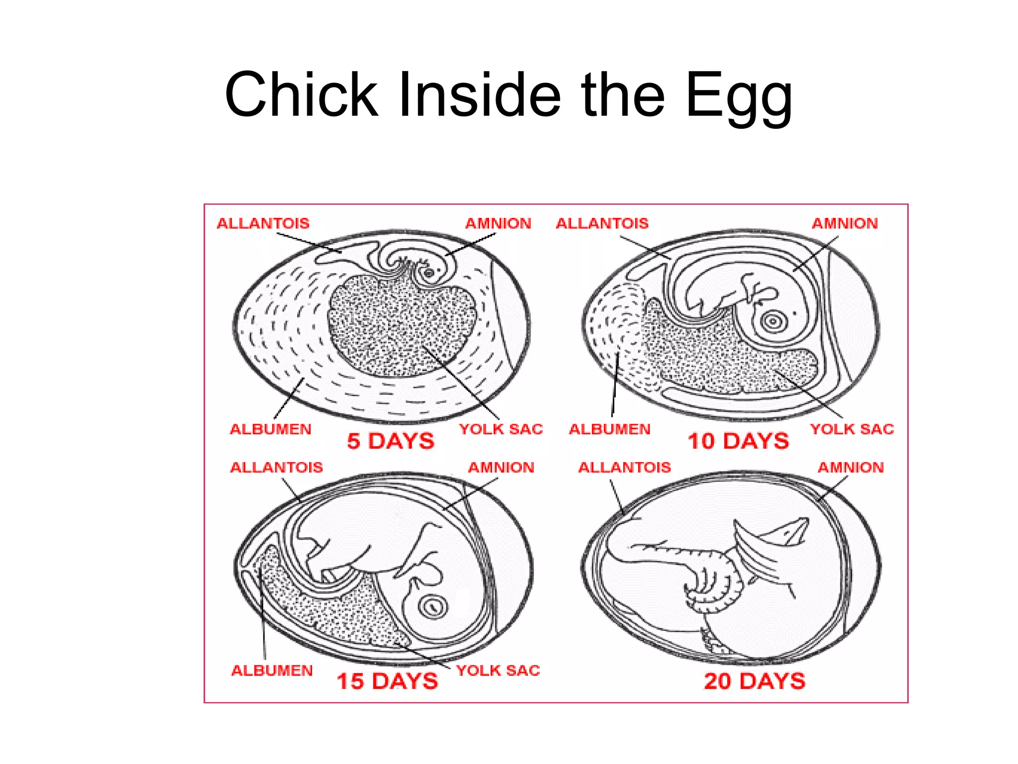 Hatching Chicks | PPT