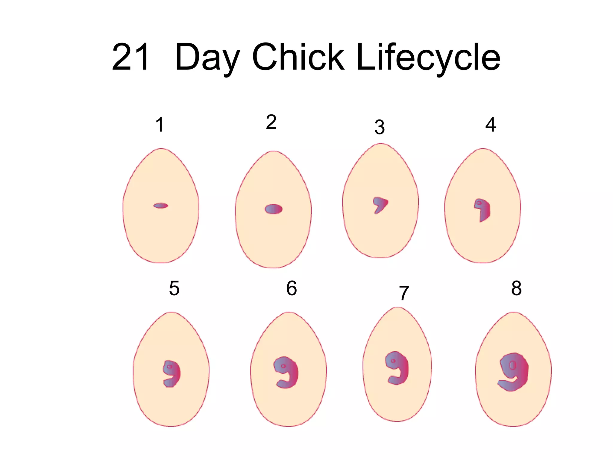 Hatching Chicks | PPT