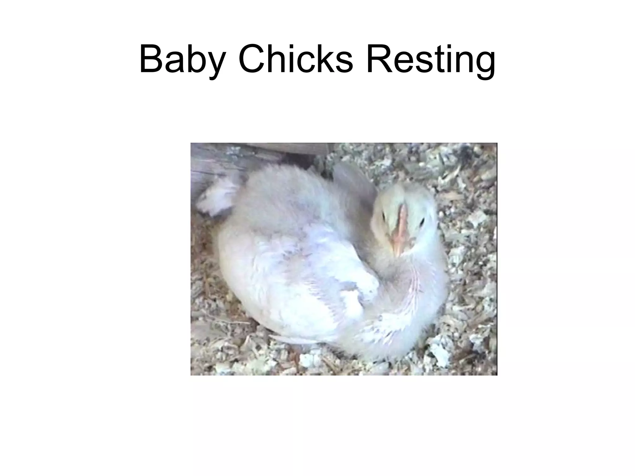 Hatching Chicks | PPT
