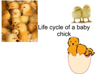 Hatching Chicks | PPT