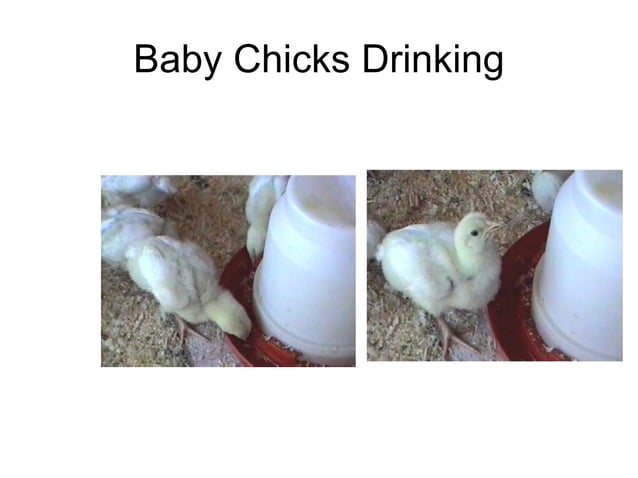 Hatching Chicks | PPT