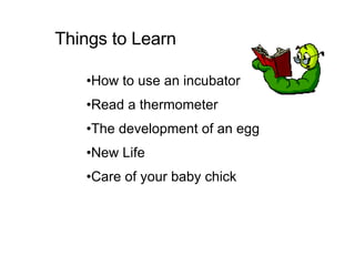 Hatching Chicks | PPT