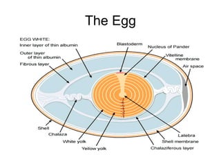 Hatching Chicks | PPT