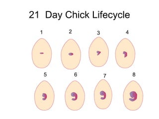 Hatching Chicks | PPT