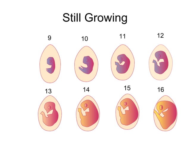 Hatching Chicks | PPT